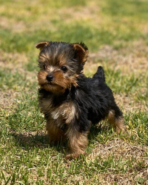 Yorkie | Cachorros Montecristo